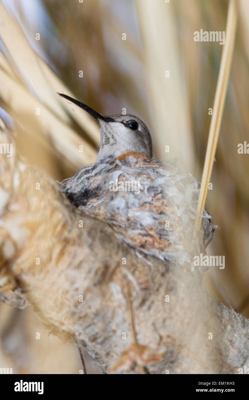 A female Anna's Hummingbird nesting in the Californian desert Stock ...