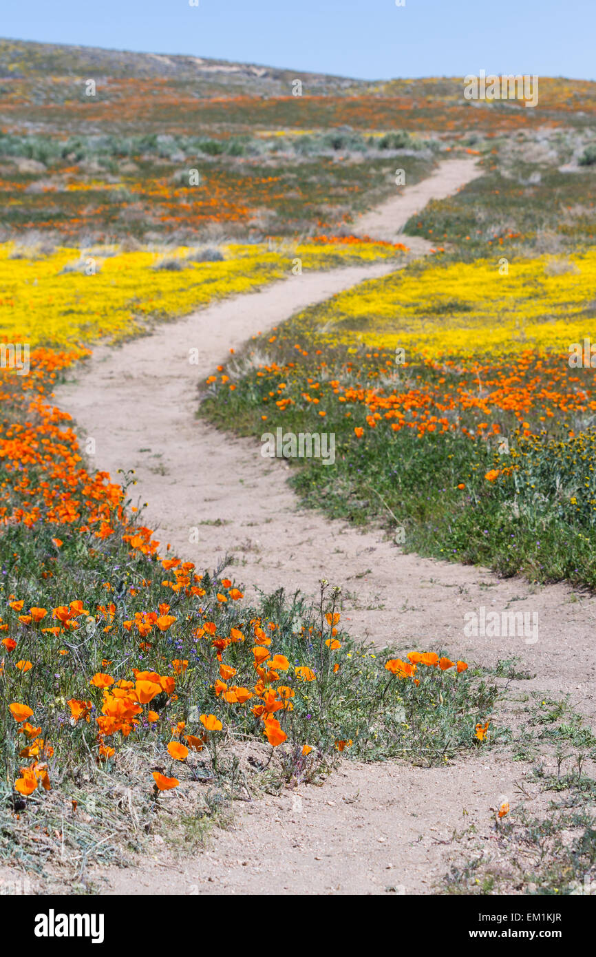 Early spring flowers blooming along the walking trail of the Antelope ...