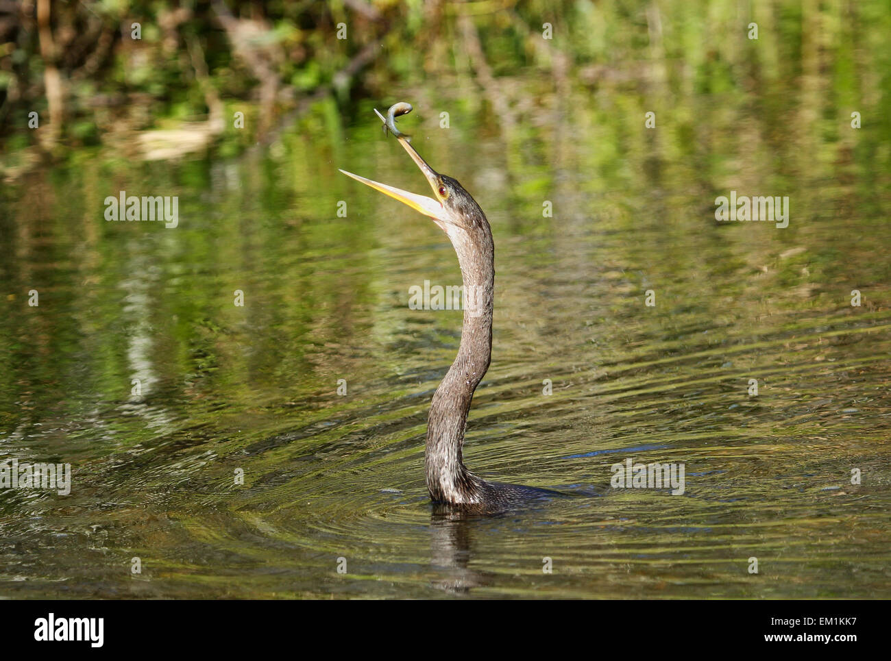 Anhinga (Anhinga anhinga) swimming Stock Photo - Alamy