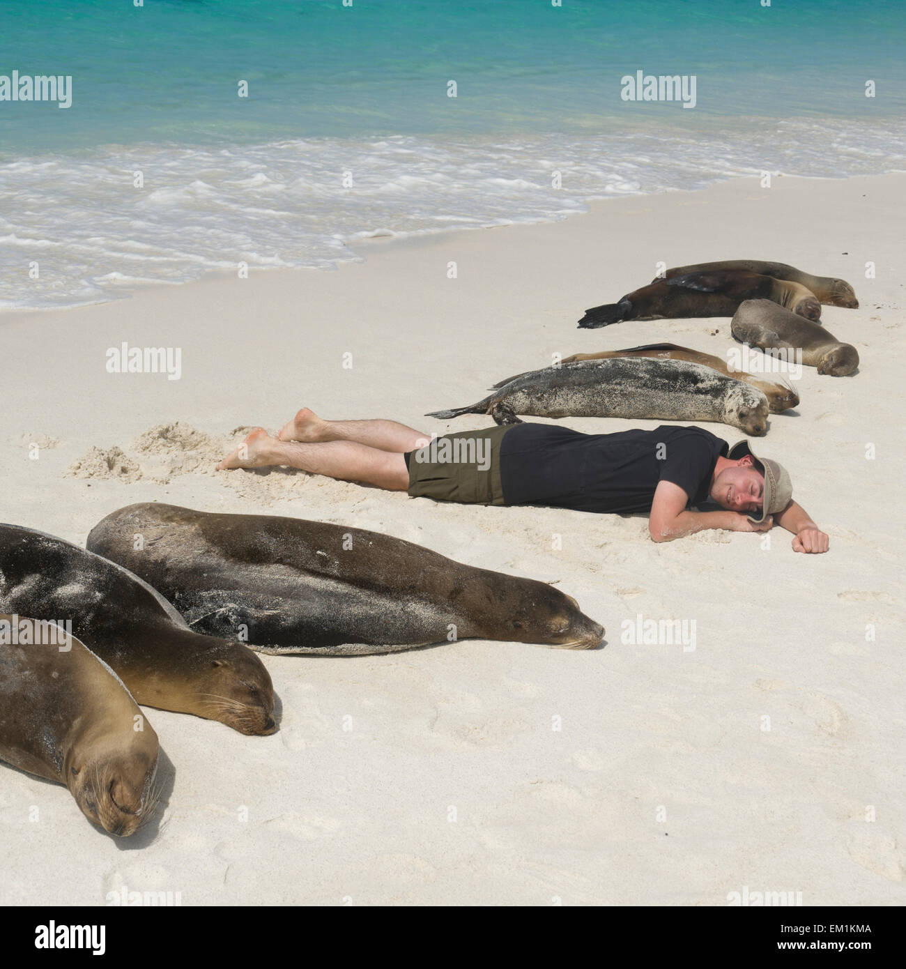 Male lion having full hi-res stock photography and images - Alamy