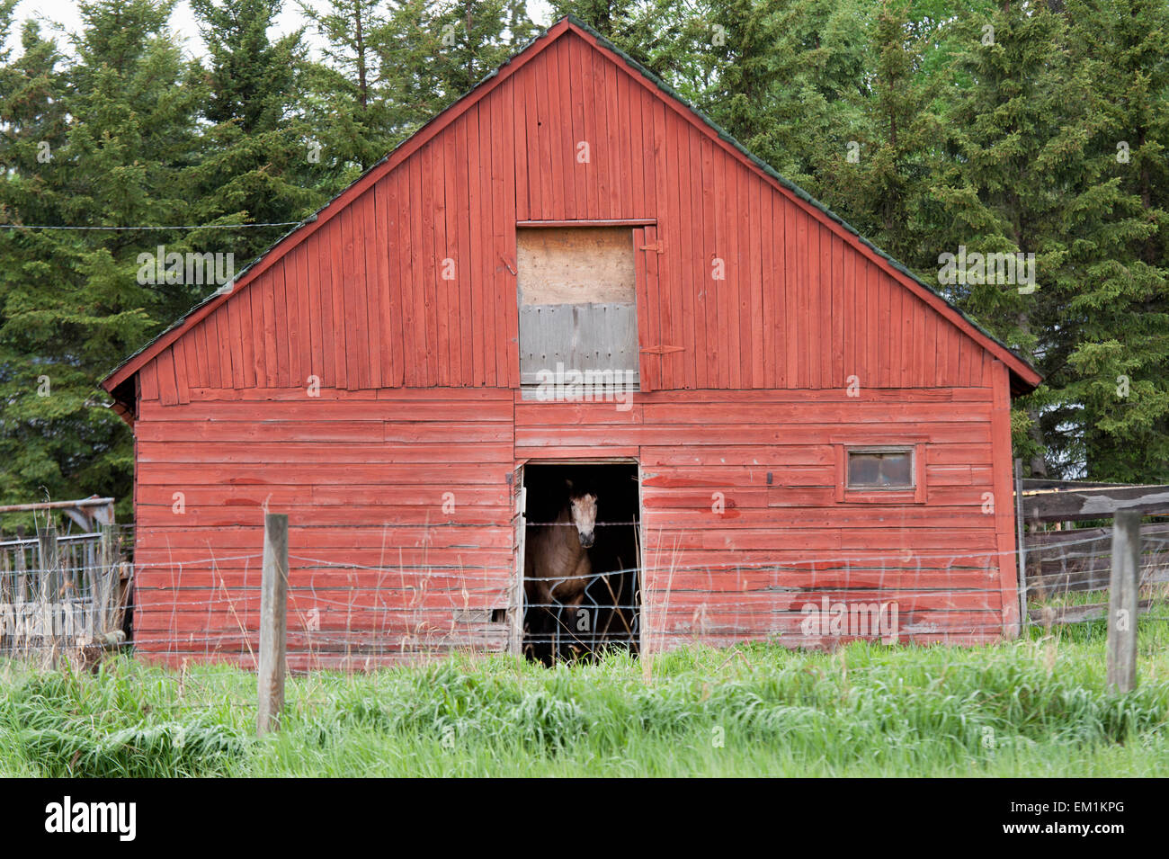 A Horse Stands Inside A Red Barn; Alberta Canada Stock Photo - Alamy
