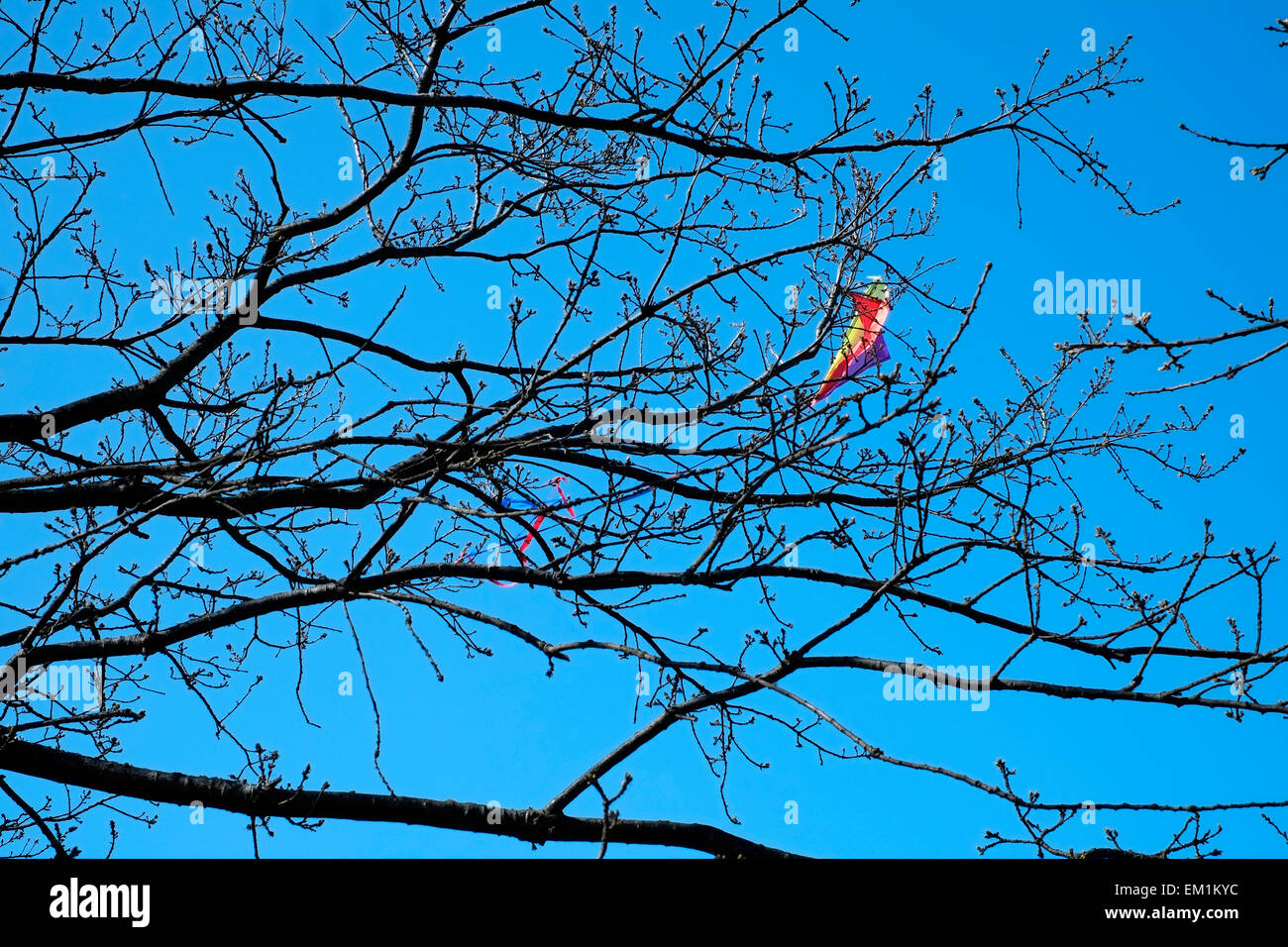 colourful kite stuck in a tree on a glorious sunny afternoon at ...