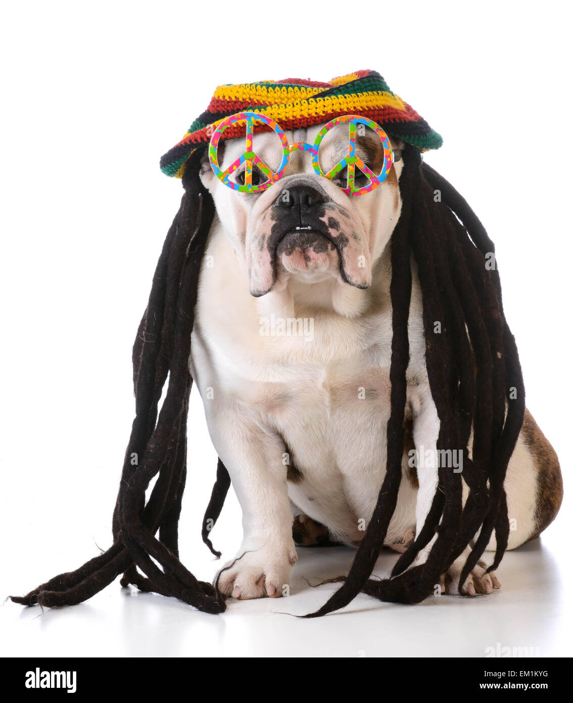 funny dog with dreadlock wig and peace glasses on white background ...