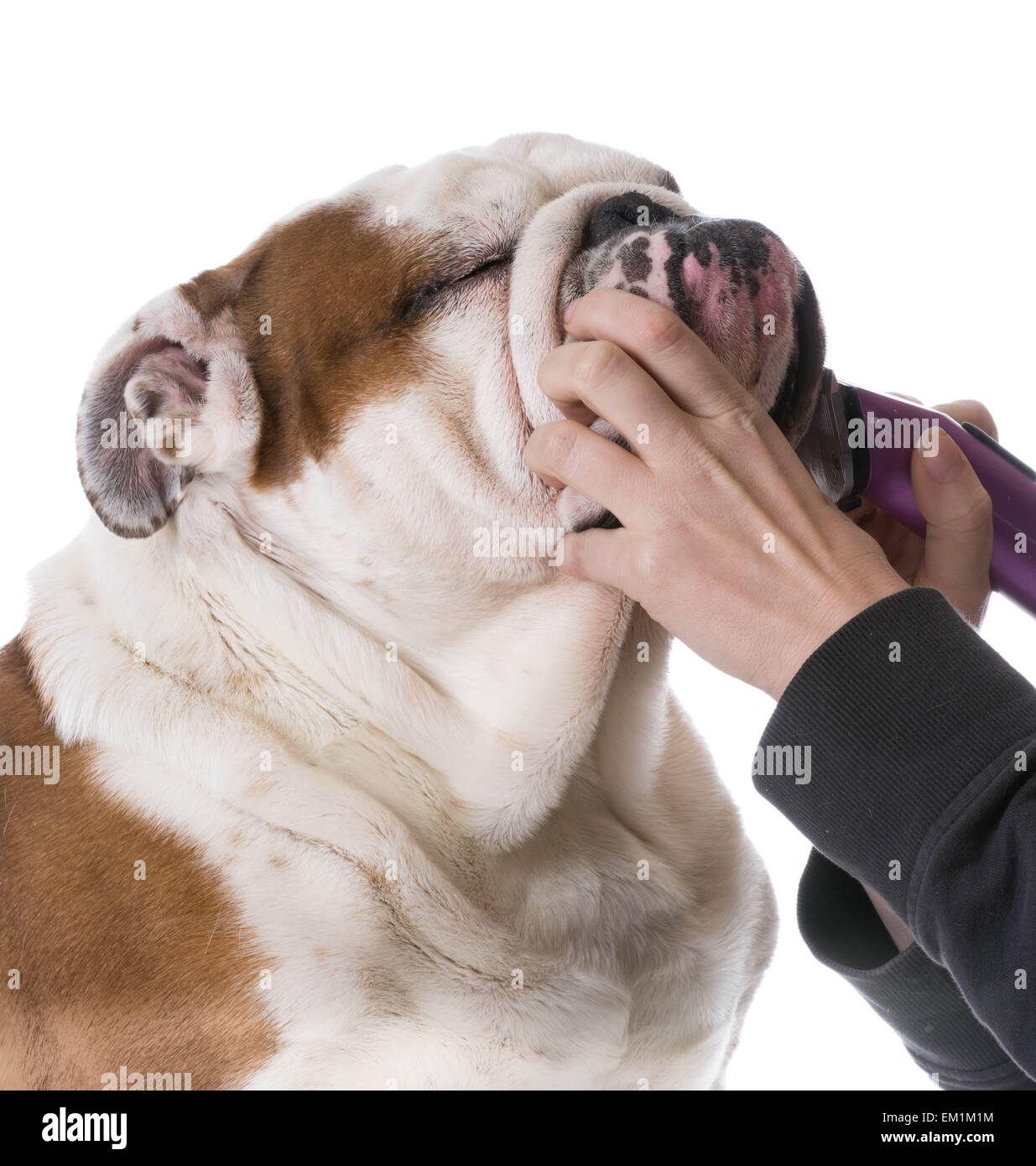 dog grooming - english bulldog getting groomed on white background ...
