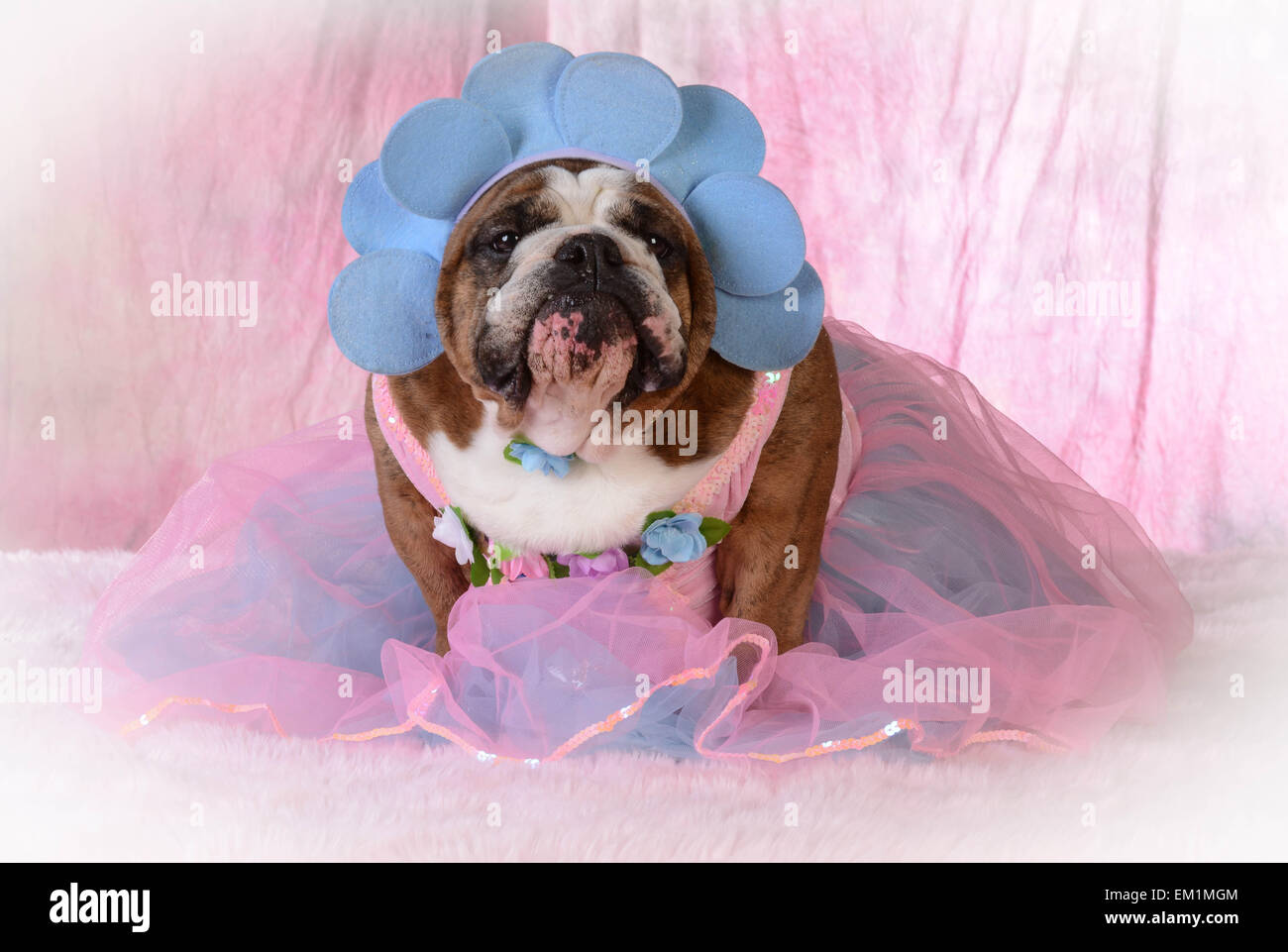 female dog wearing pink dress - bulldog Stock Photo - Alamy