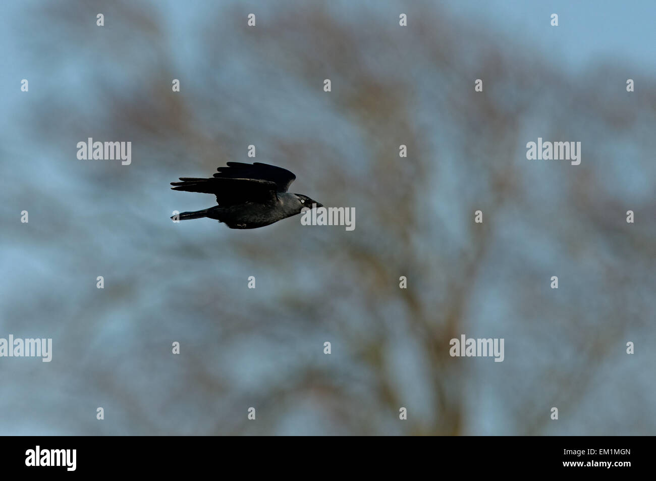 Jackdaw-Corvus monedula in flight. Spring. Uk Stock Photo - Alamy