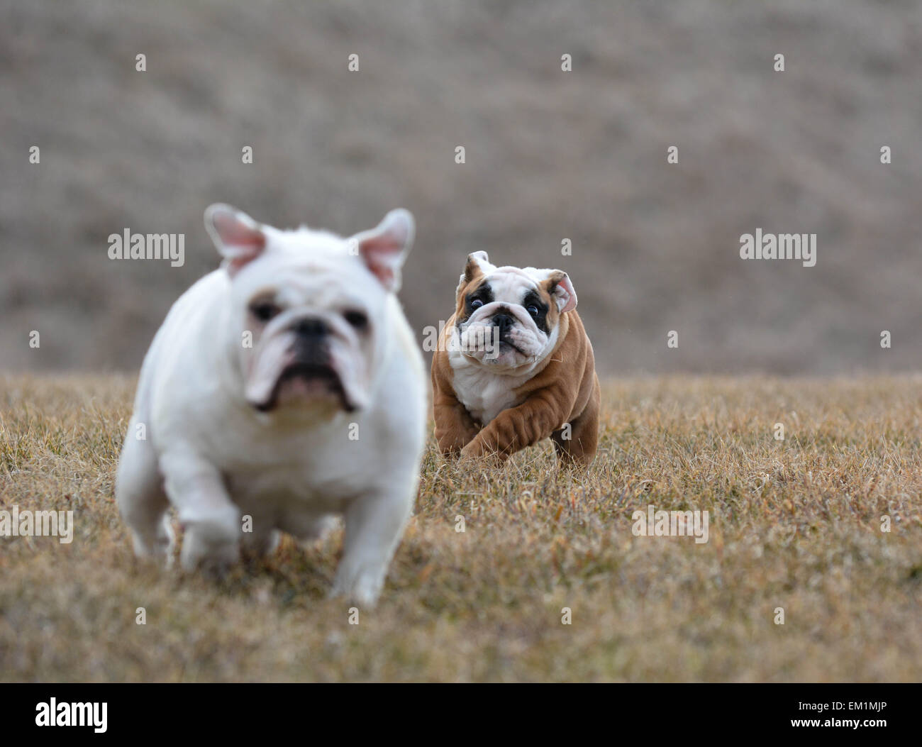 Two adult dogs running hi-res stock photography and images - Alamy