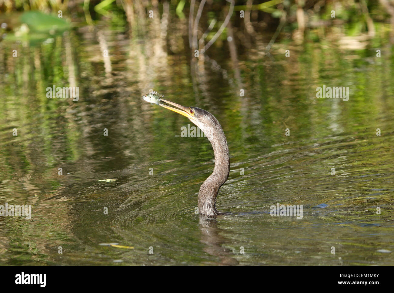 Anhinga (Anhinga anhinga) swimming Stock Photo - Alamy