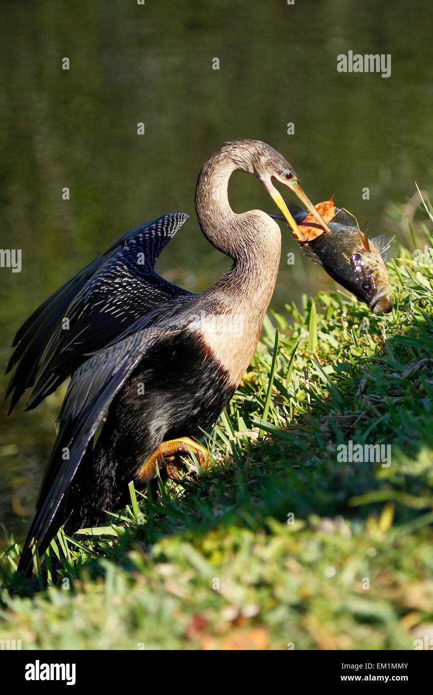 Anhinga (Anhinga anhinga) eating fish Stock Photo - Alamy