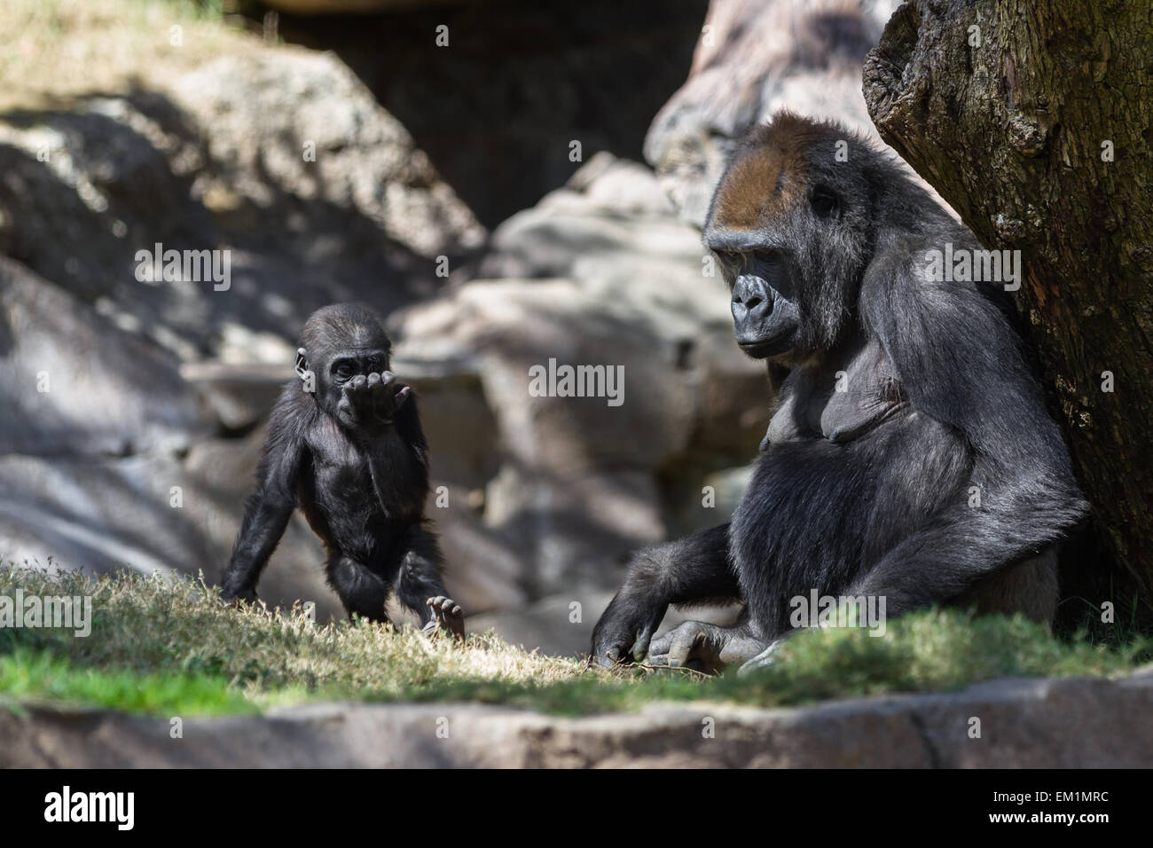 new baby gorilla at the zoo staying close to his mother Stock Photo - Alamy