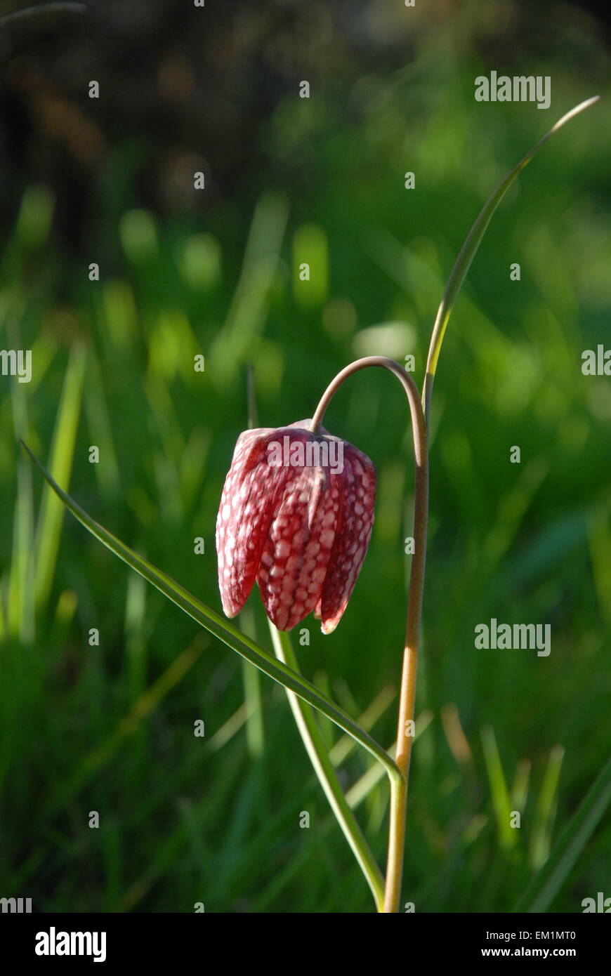 snake's head fritillary Stock Photo - Alamy