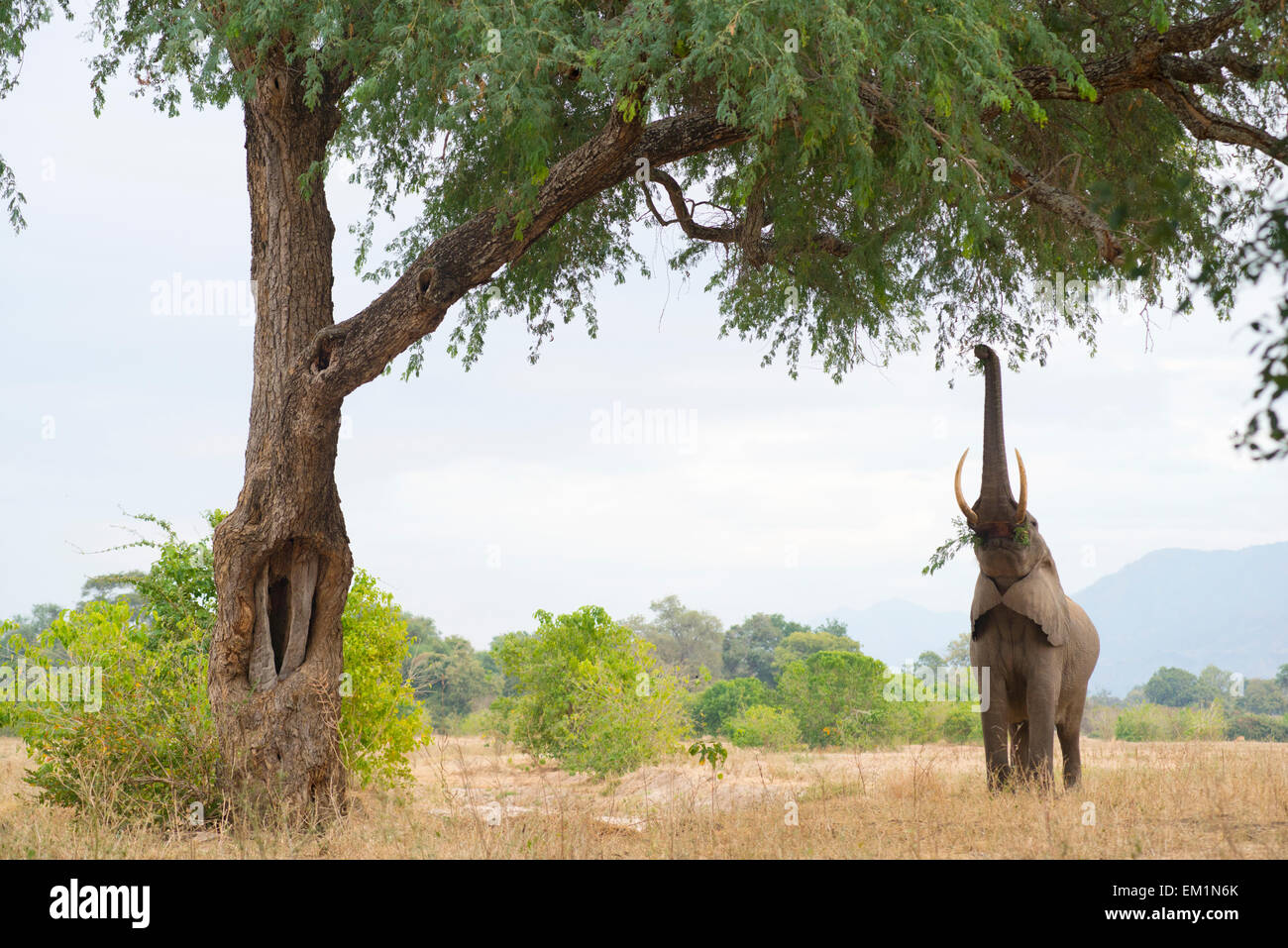 Indigenous tree zimbabwe hi-res stock photography and images - Alamy