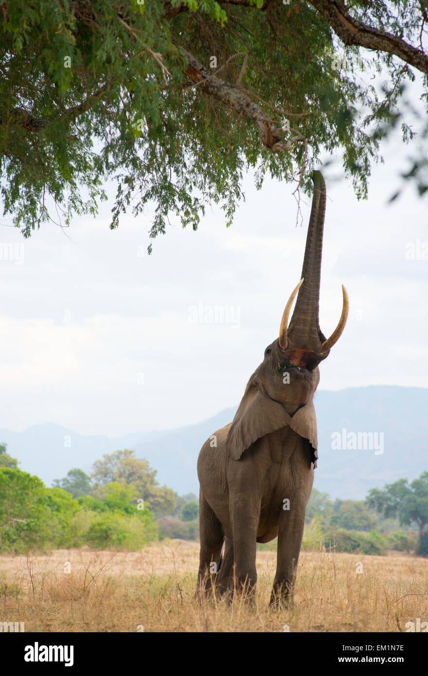 Bull elephant back legs hi-res stock photography and images - Alamy