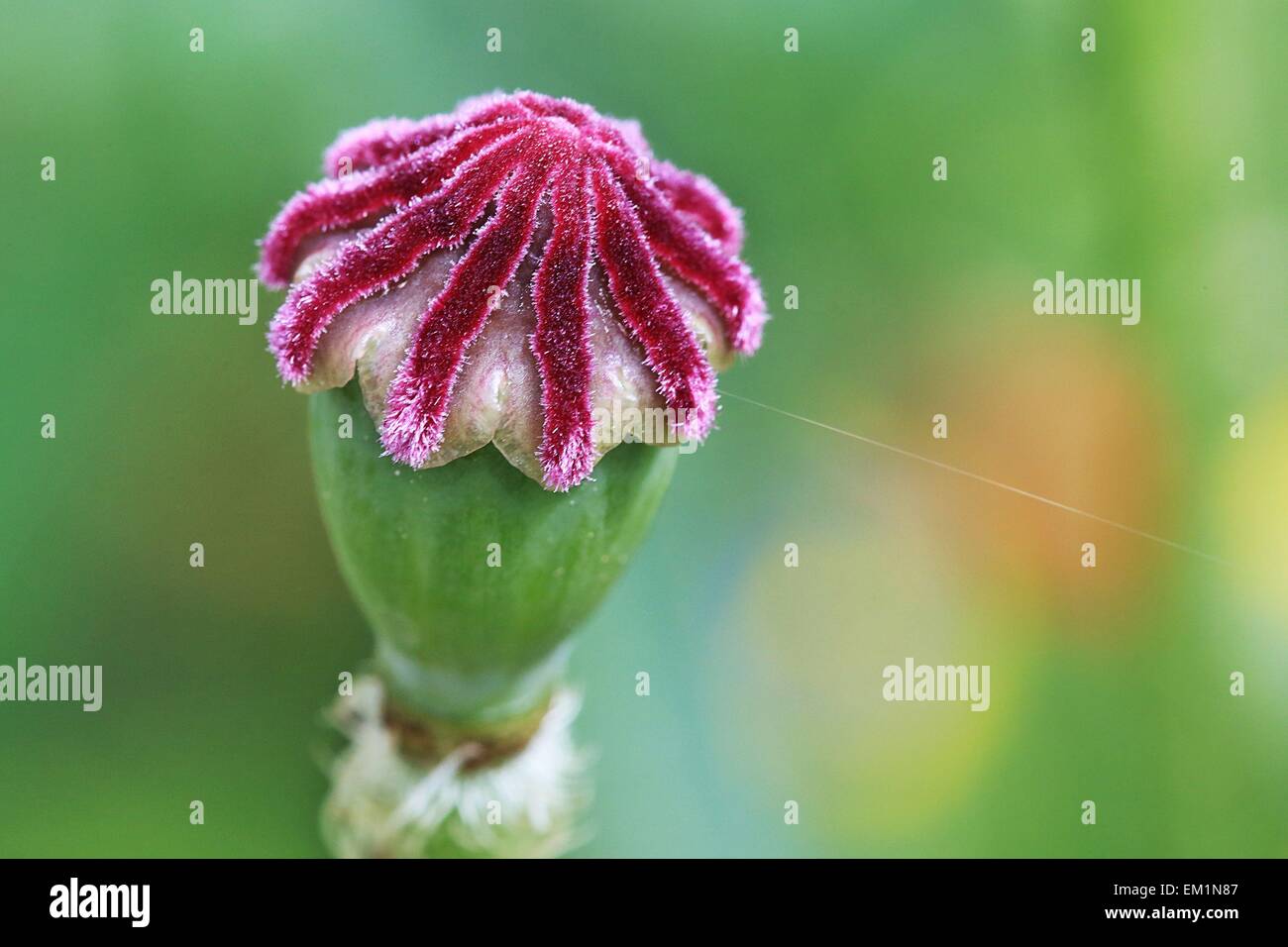 Poppy withered, Papaver rhoeas L., Sumava medow Stock Photo - Alamy