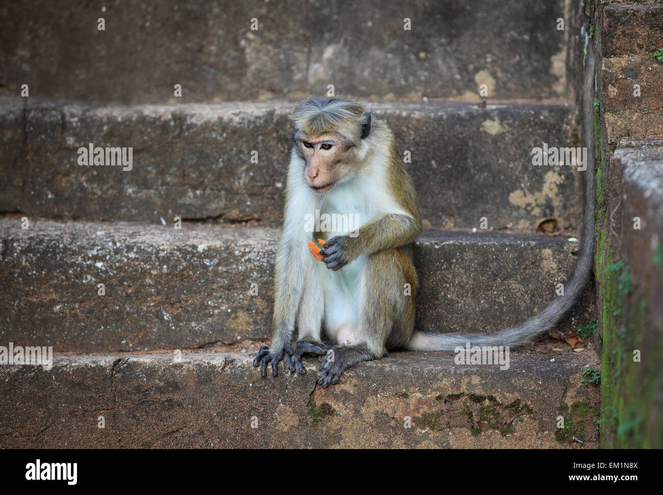 Rhesus macaque, Jaipur, India Stock Photo - Alamy