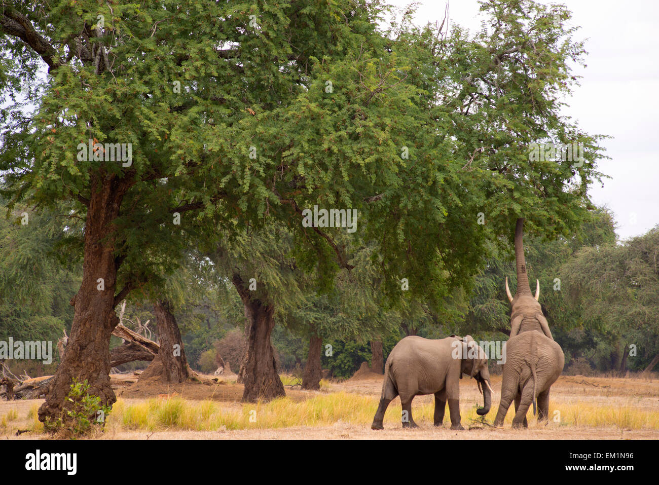 Indigenous tree zimbabwe hi-res stock photography and images - Alamy