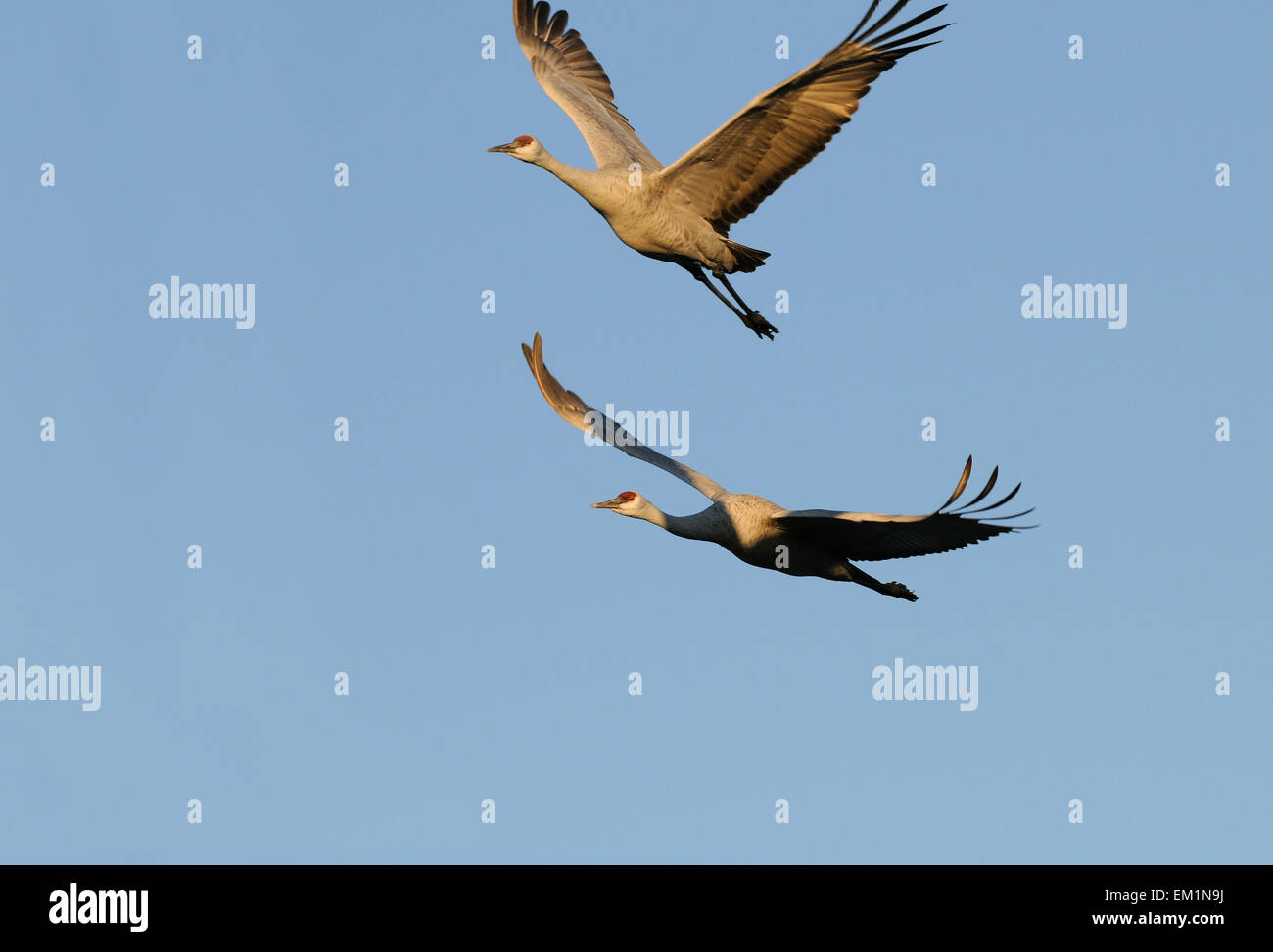 Sandhill Cranes flying over the water at Bosque Del Apache National ...