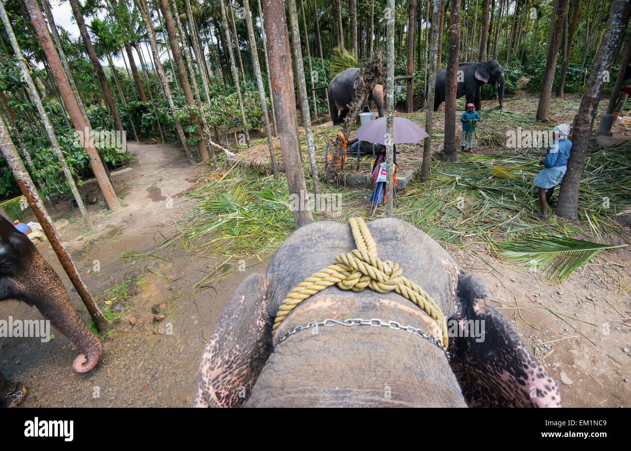Thekkady elephant junction hi-res stock photography and images - Alamy