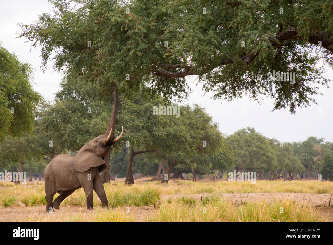 Elephant standing back legs hi-res stock photography and images - Alamy