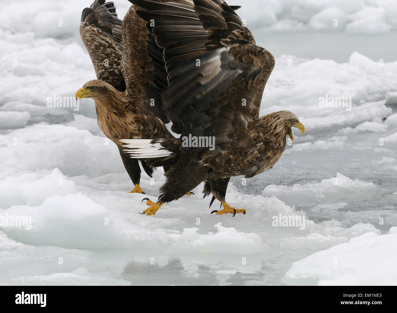 White tailed sea eagles iceland hi-res stock photography and images - Alamy