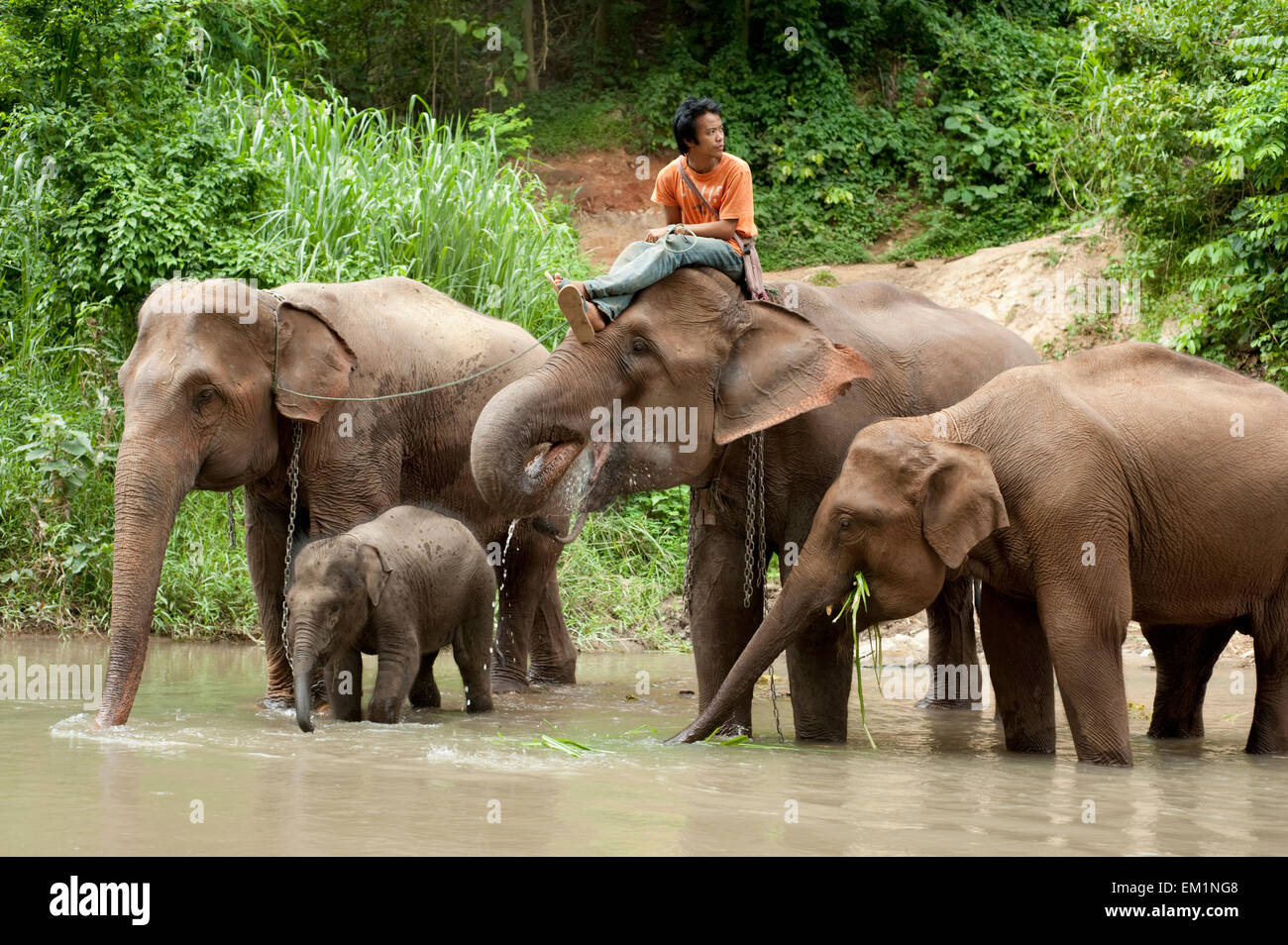 A Man Sitting On An Elephant As A Group Of Elephants Drink From The ...