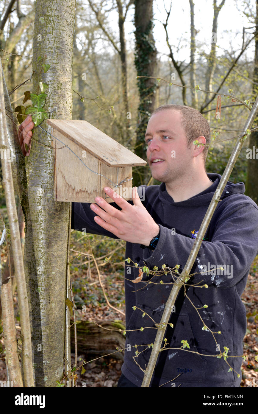 Erecting nest boxes for Hazel Dormouse - Muscardinus avellanarius Stock ...