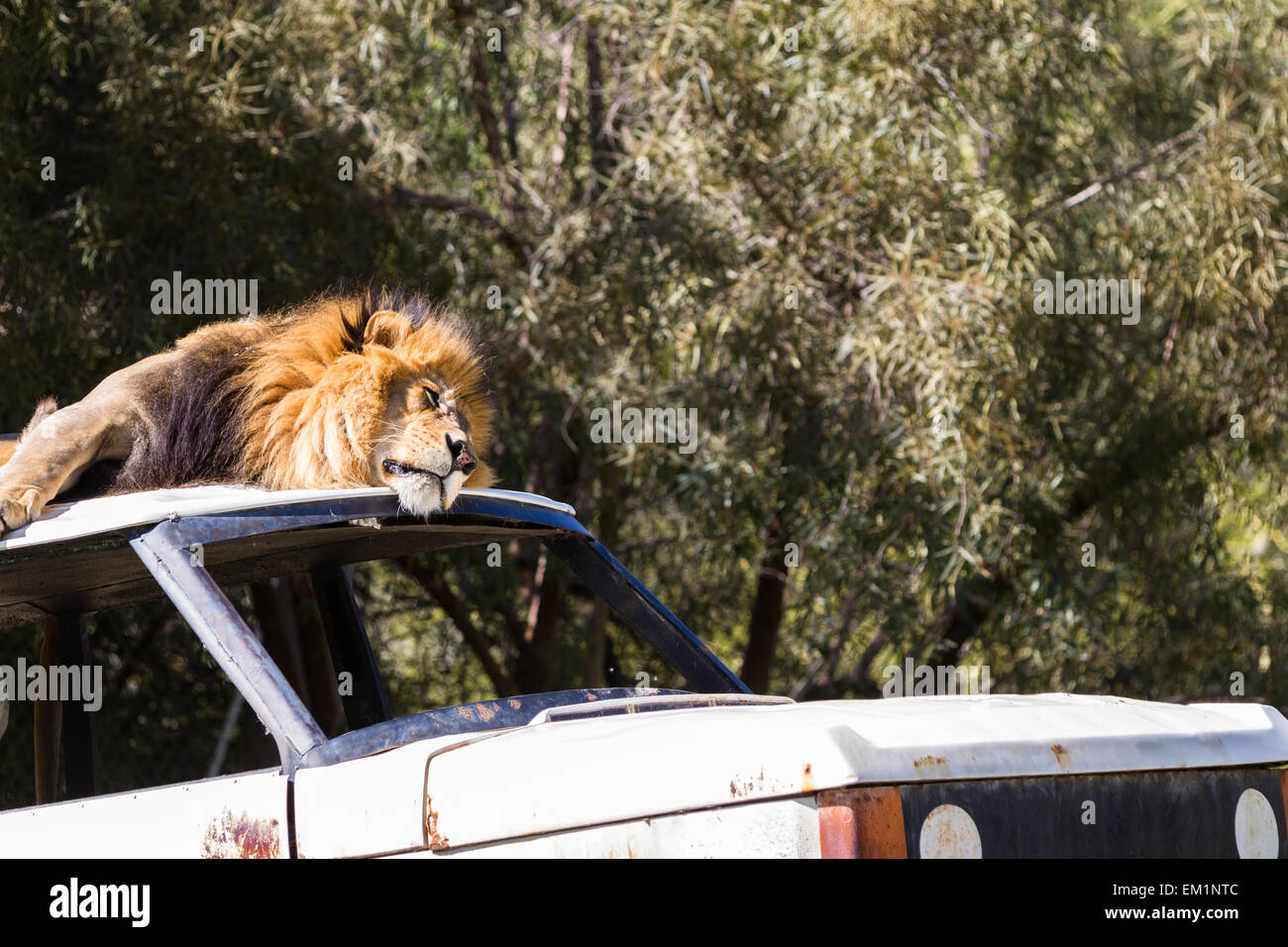 Car the lion king hi-res stock photography and images - Alamy