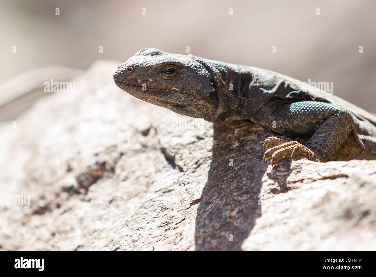 California native lizard hi-res stock photography and images - Alamy