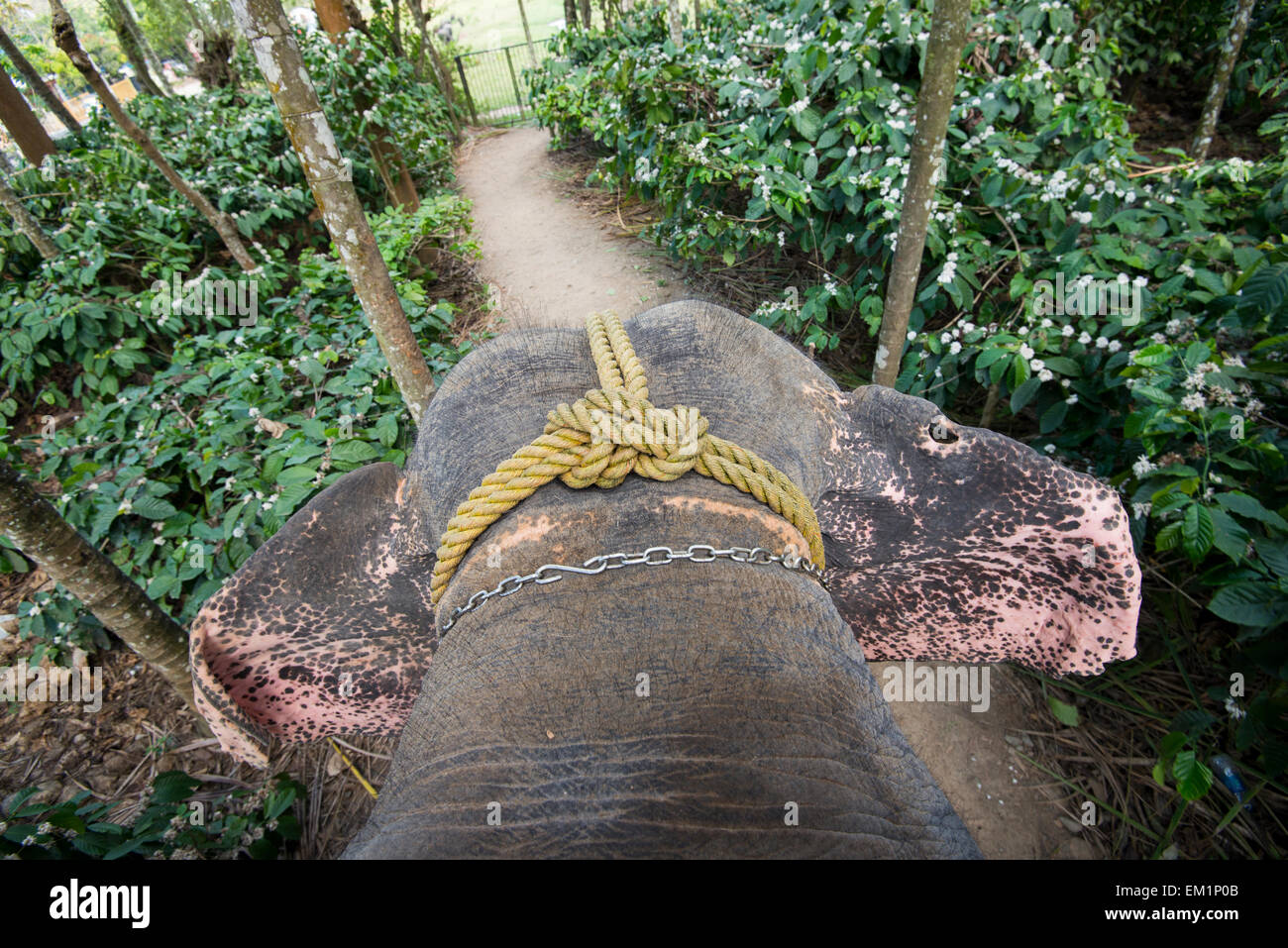 Elephant ride for tourists in Kumily, Kerala India (view from the top ...