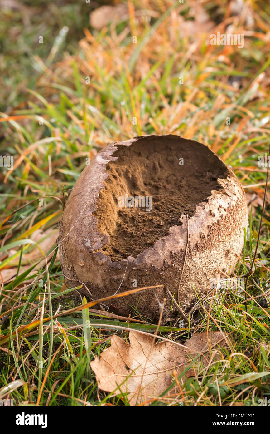 Close up of dry Calvatia mushroom,puffball Stock Photo - Alamy