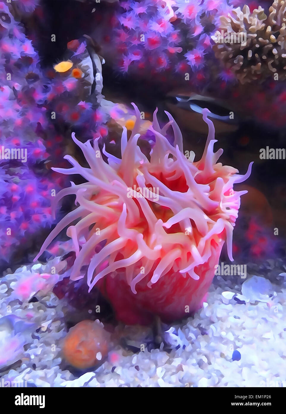 Wild anenome hi-res stock photography and images - Alamy