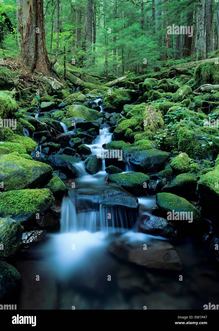 USA, Olympic National Park; Washington, Stream Waters Falling Over ...