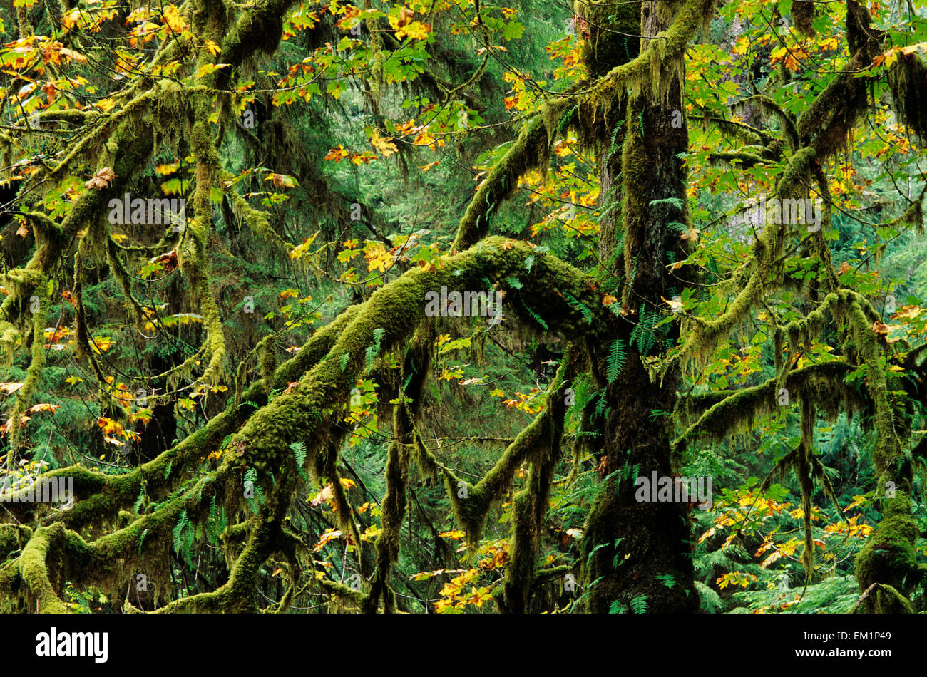 USA, Olympic National Park; Washington, Quinault Area, Irely Lake Trail ...