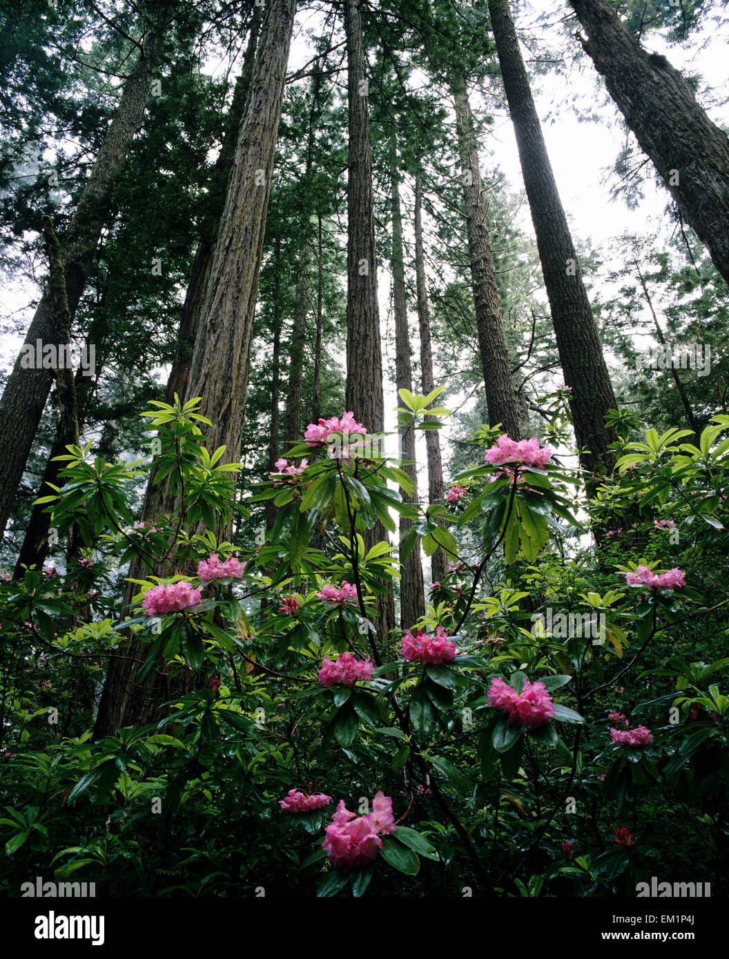 Mature rhododendrons hi-res stock photography and images - Alamy