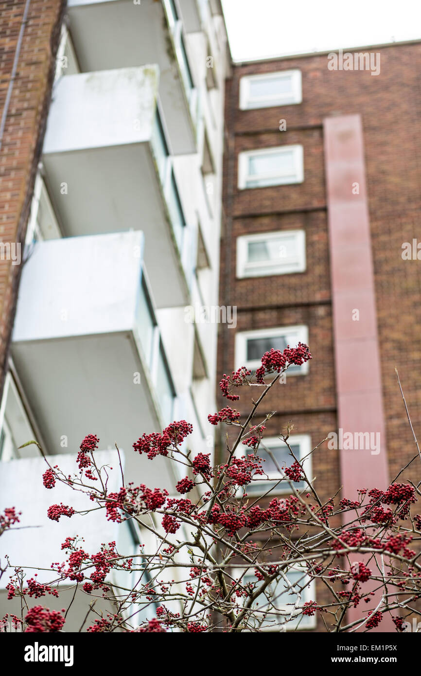 Towerblock with Pink Flowers Stock Photo - Alamy