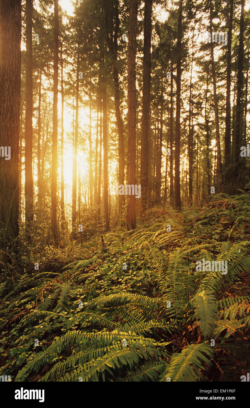 USA, Oregon, Ferns And Ivy; Portland, Warm Sunlight Shining Through Fir ...