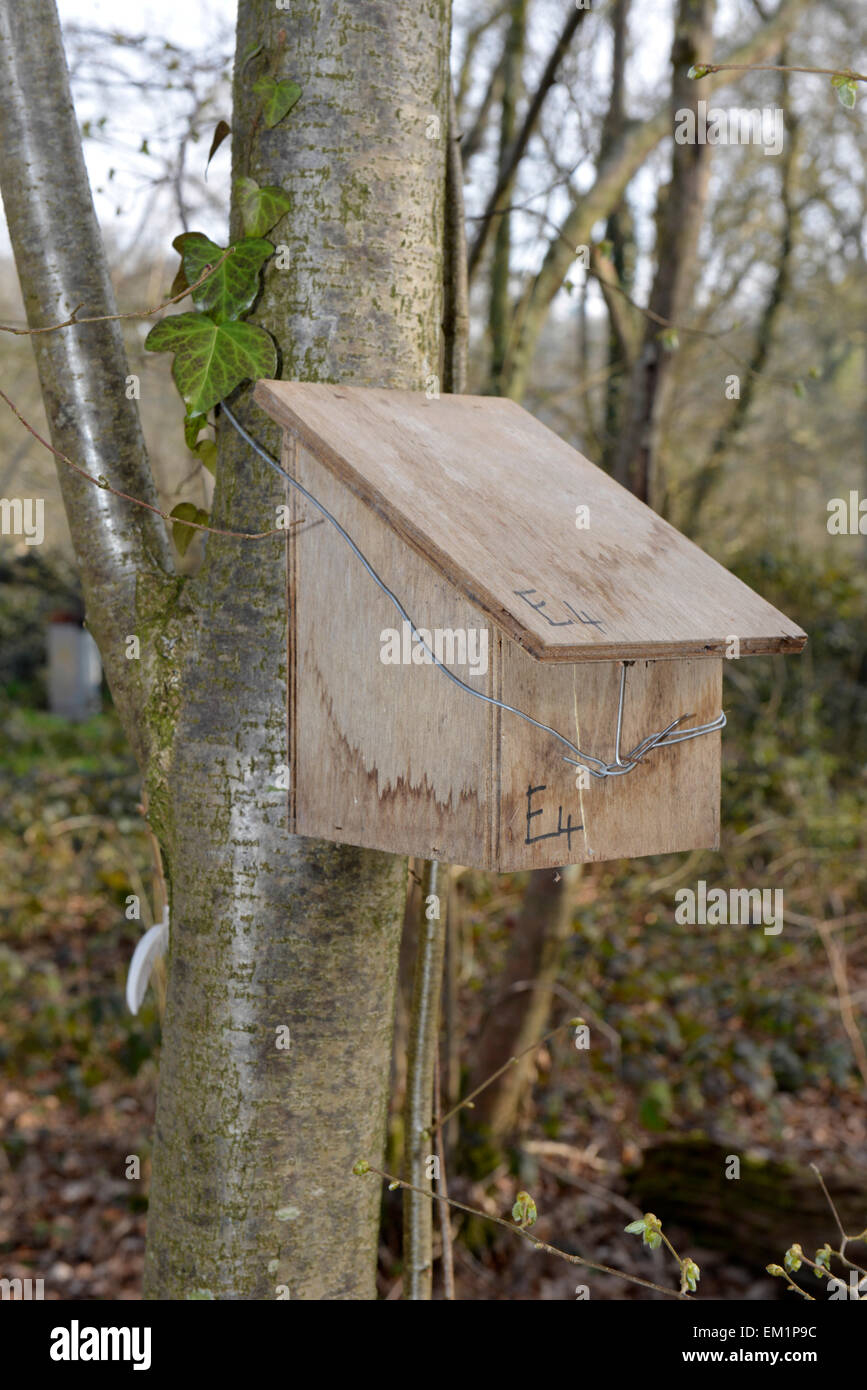 Nest box for Hazel Dormouse - Muscardinus avellanarius Stock Photo - Alamy
