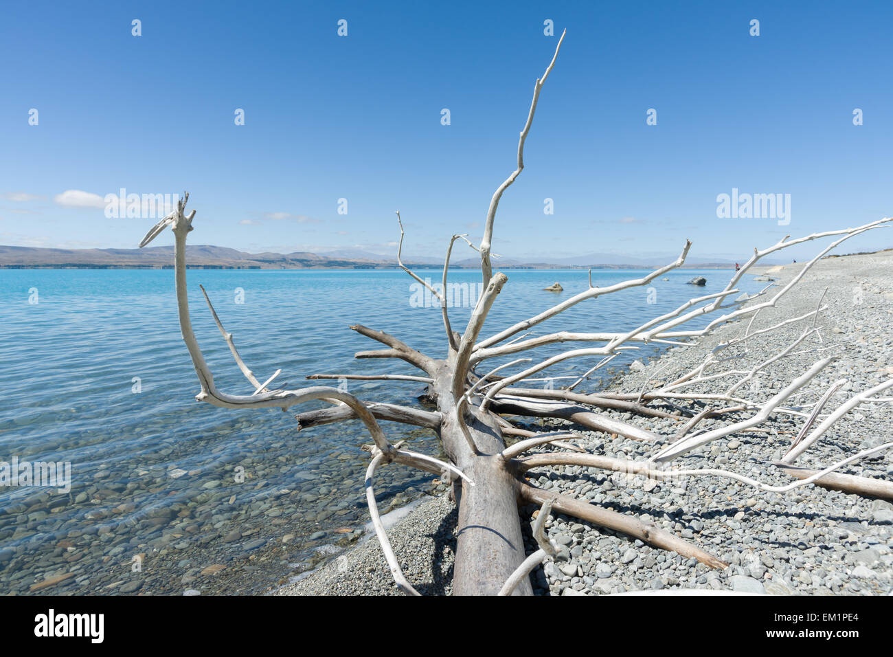 Nz national tree hi-res stock photography and images - Alamy