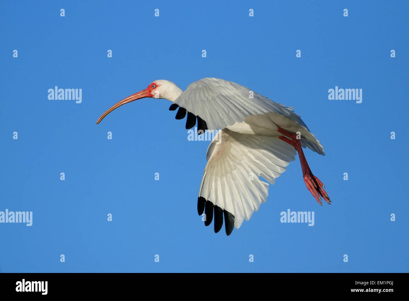 White Ibis (Eudocimus albus) flying in blue sky Stock Photo - Alamy