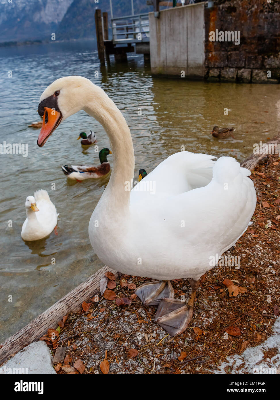 Swan standing hi-res stock photography and images - Alamy