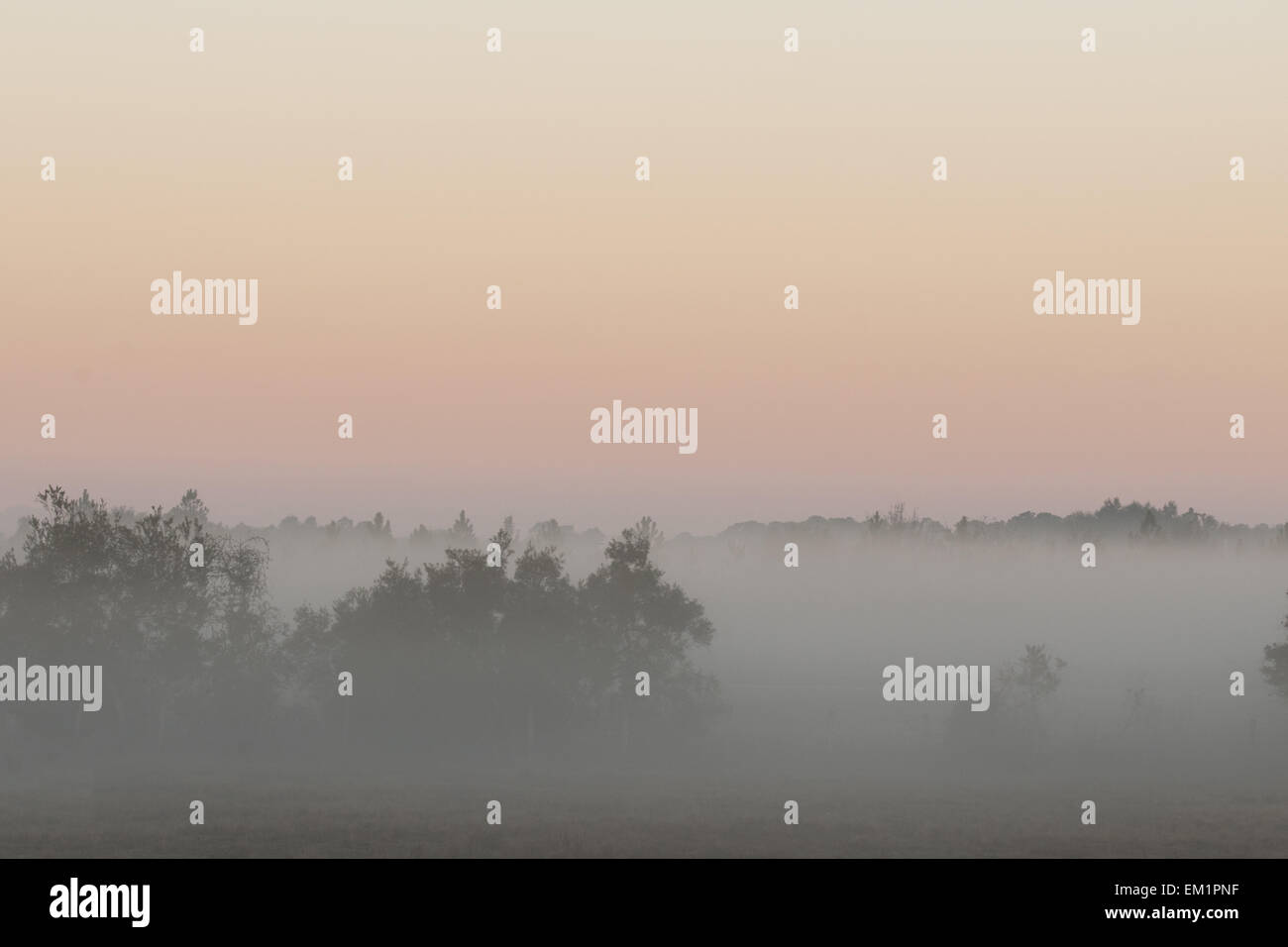 Swamp yard hi-res stock photography and images - Alamy