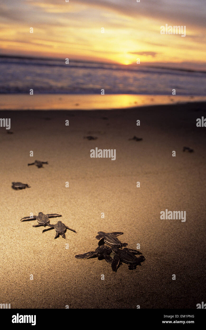 Leatherback baby sea turtle hi-res stock photography and images - Alamy