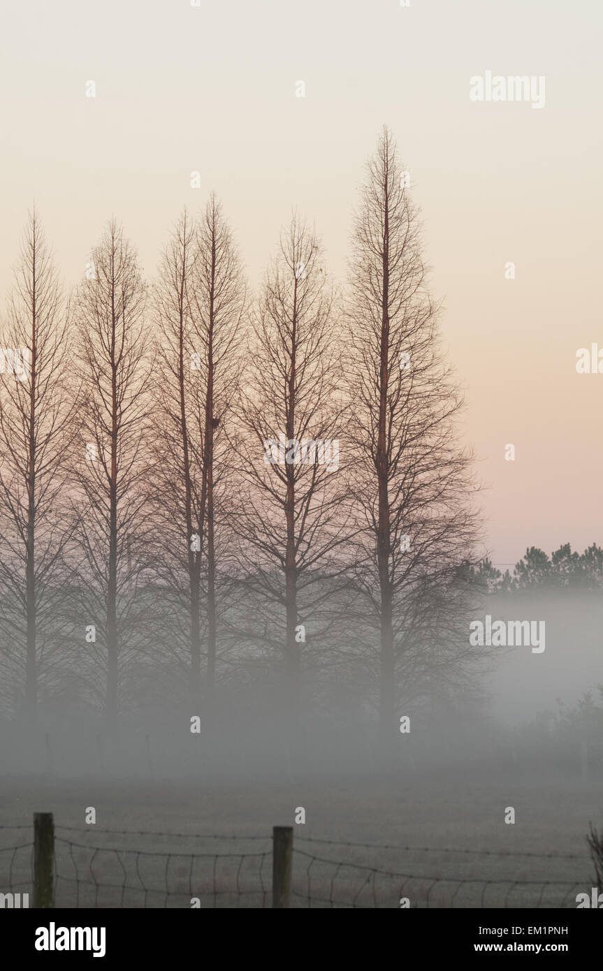tall trees standing above the fog at sunset Stock Photo - Alamy