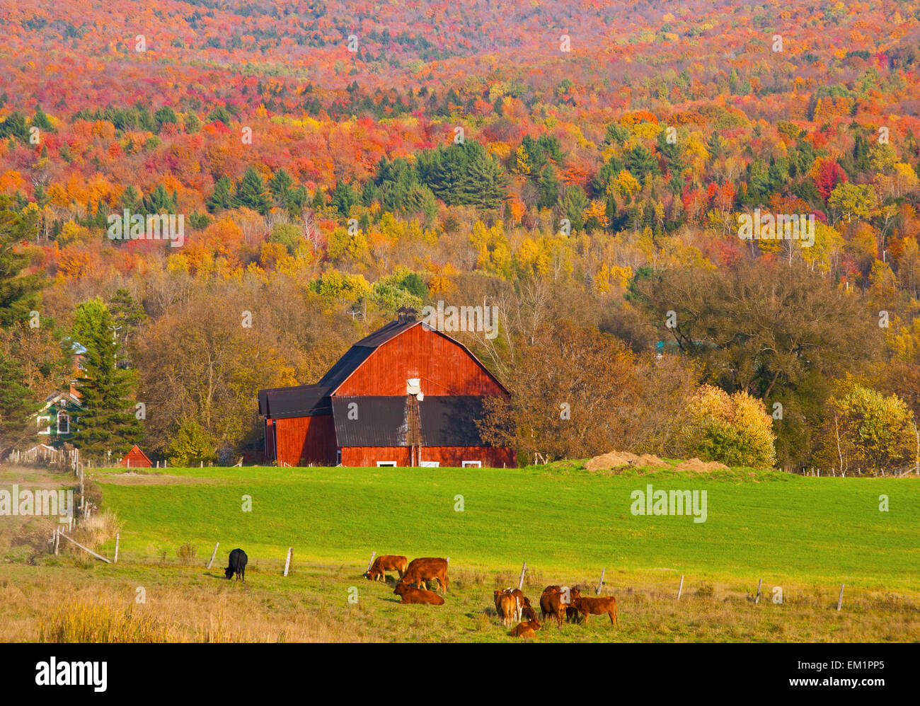 Barns quebec farms agriculture hi-res stock photography and images - Alamy