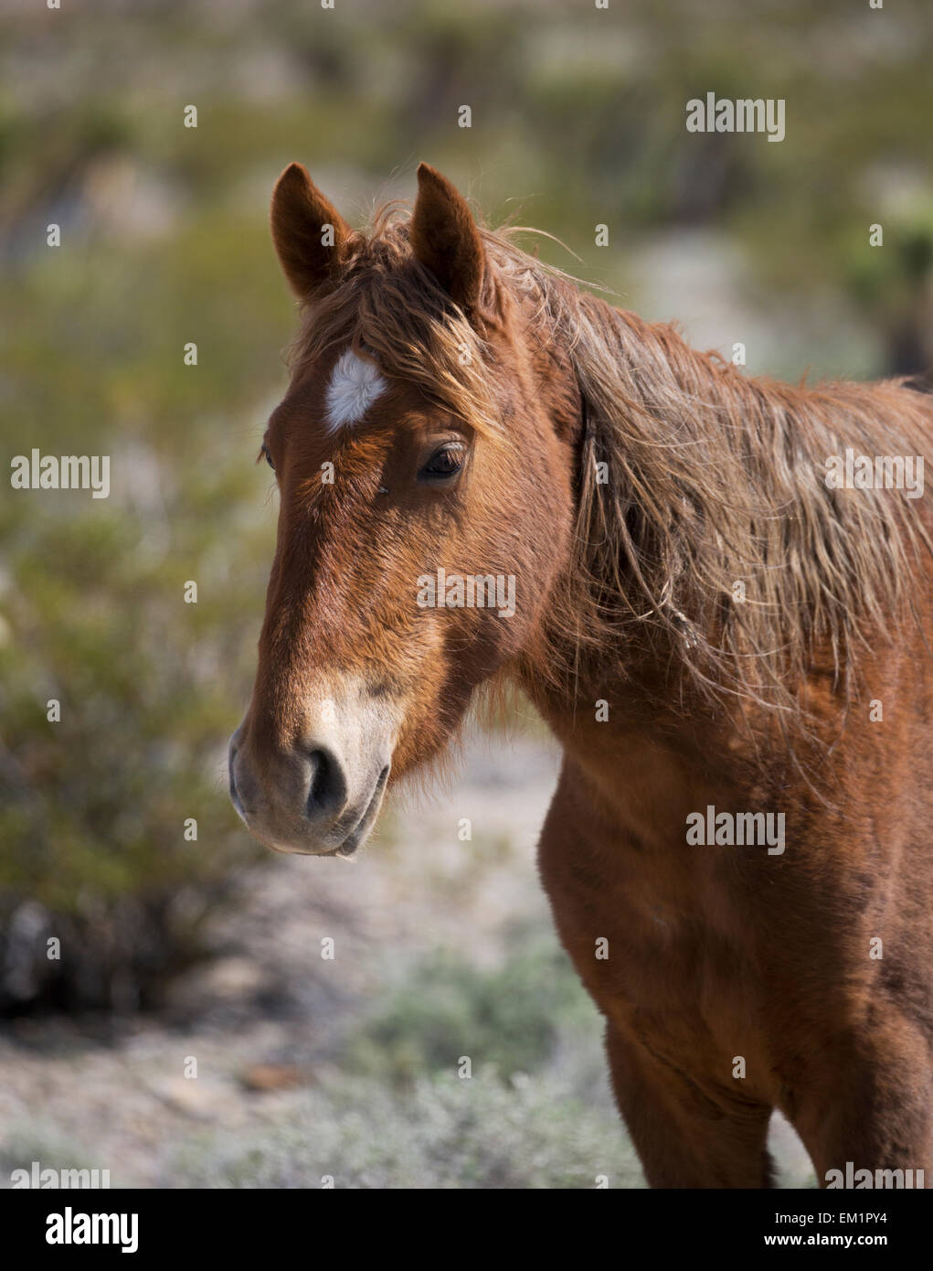 Nevada Wild Horse profile standing in the desert Stock Photo - Alamy