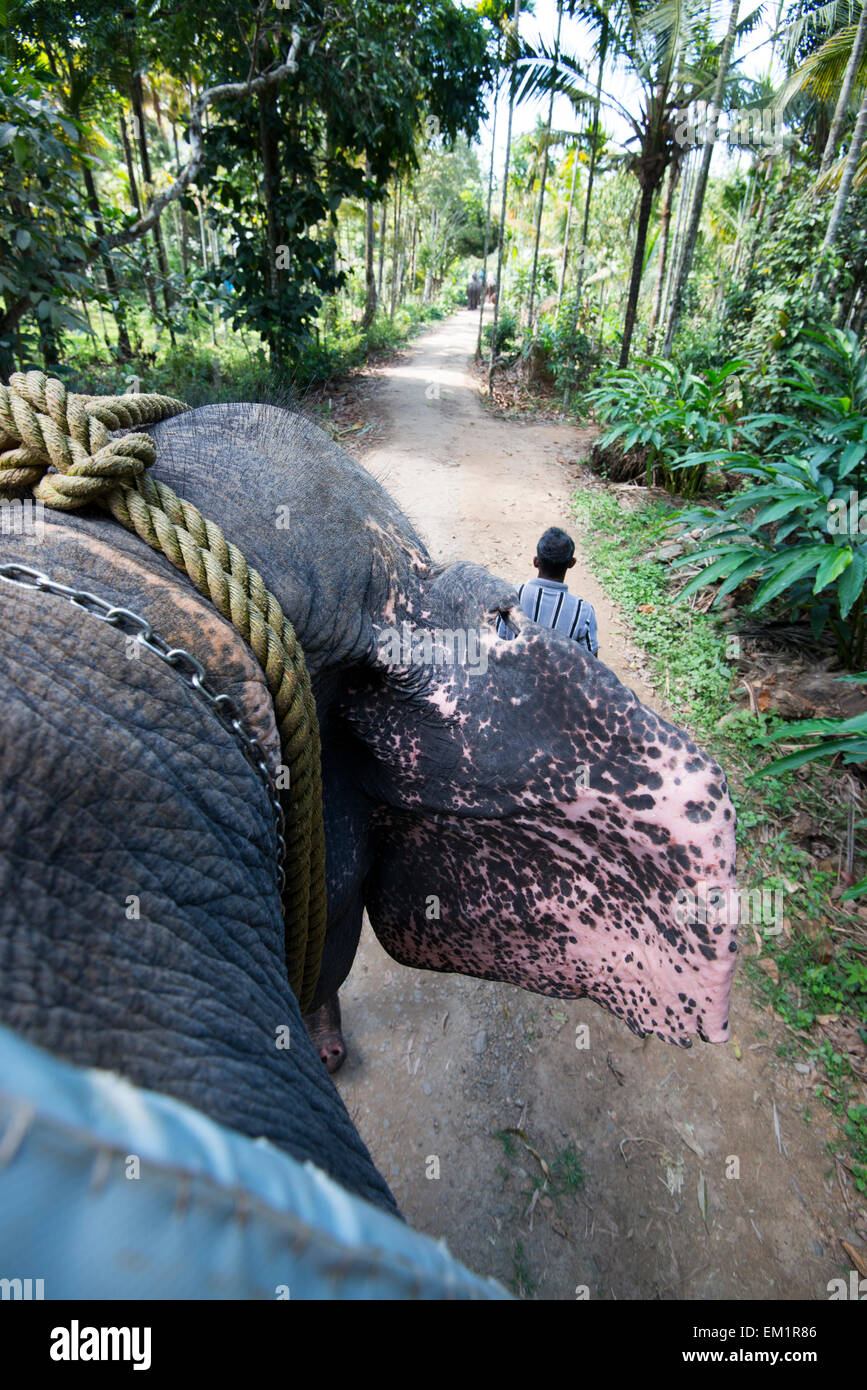 Elephant ride for tourists in Kumily, Kerala India (view from the top ...