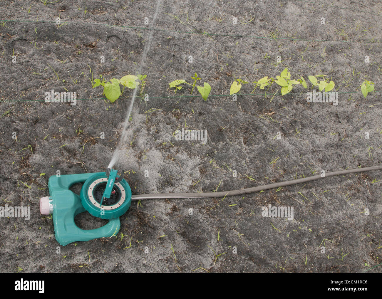 Overhead sprinkler irrigation hi-res stock photography and images - Alamy