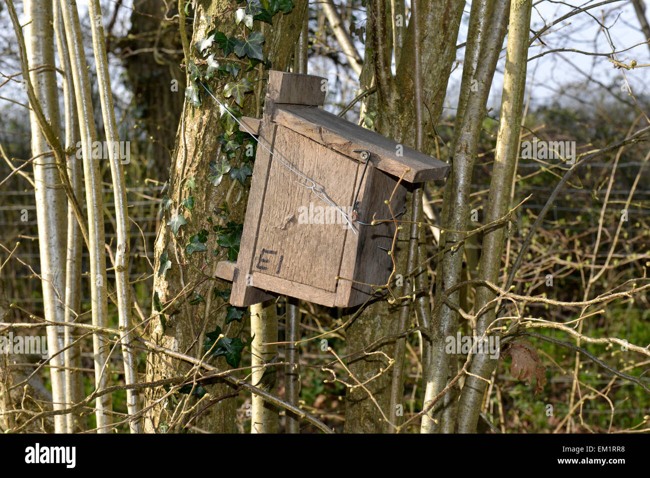 Nest box for Hazel Dormouse - Muscardinus avellanarius Stock Photo - Alamy
