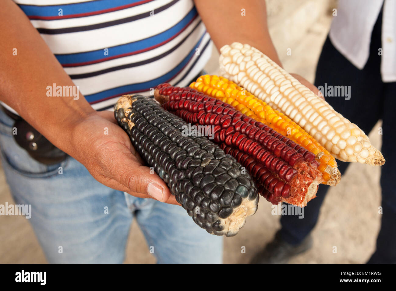 Colorful maize variety from Mexico Stock Photo - Alamy