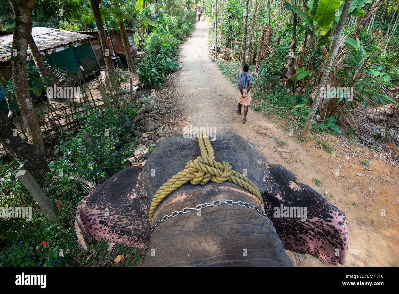 Elephant ride for tourists in Kumily, Kerala India (view from the top ...